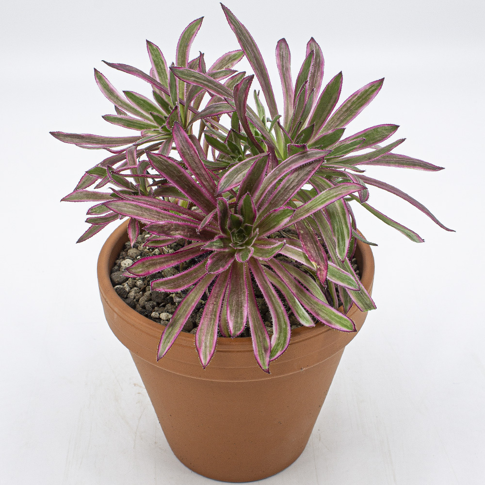 Aeonium Firecracker - Kakteen Gautschi